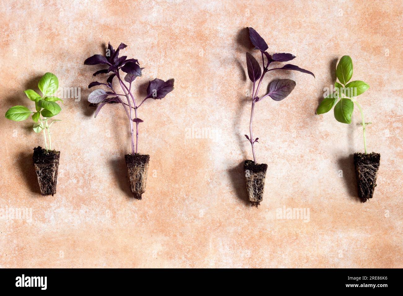 An overhead view of four basil seedlings, two green and two purple ...