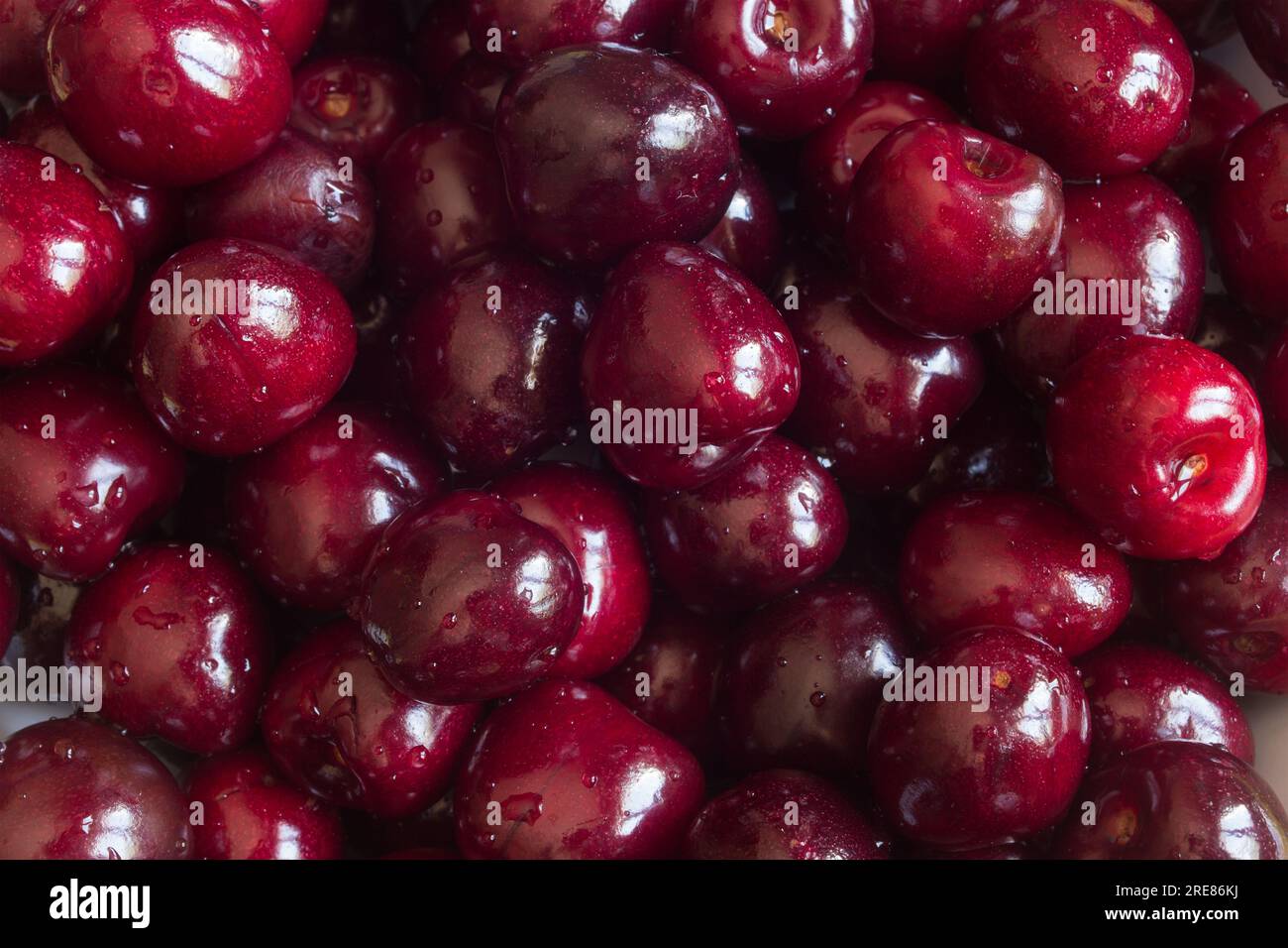 An extreme close-up of a bunch of fresh washed cherries in an overhead ...
