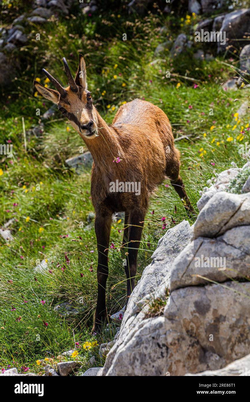 Balkan wild goat hi-res stock photography and images - Alamy