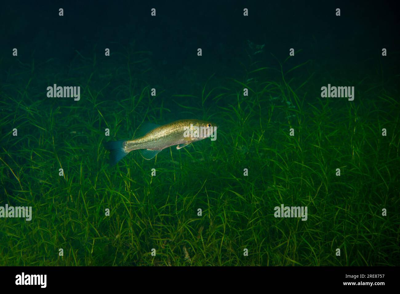 Largemouth bass swimming in a Michigan inland lake with weeds in the ...