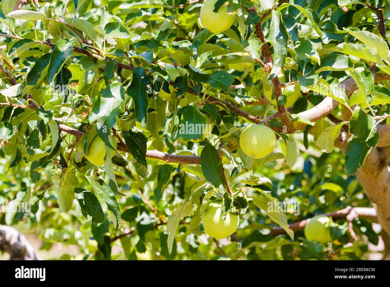 Crescent orchard hi-res stock photography and images - Alamy