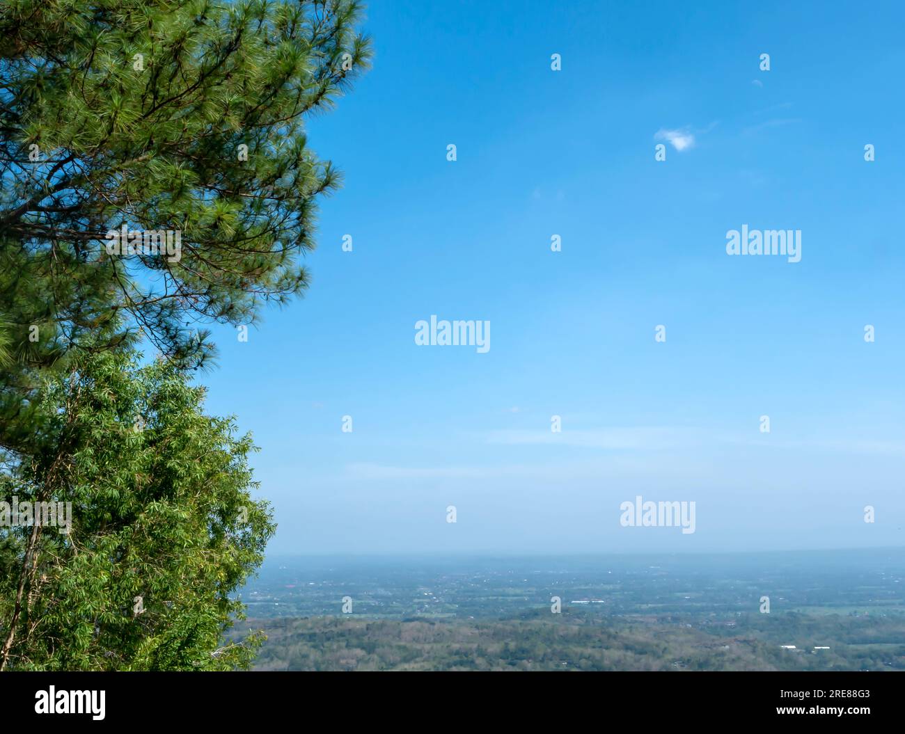 Pinus merkusii, the Merkus pine or Sumatran pine canopy ang blue sky ...