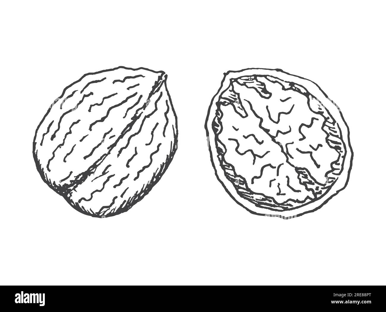 Walnut Line Art hand drawn. Vector Illustration isolated Stock Vector ...