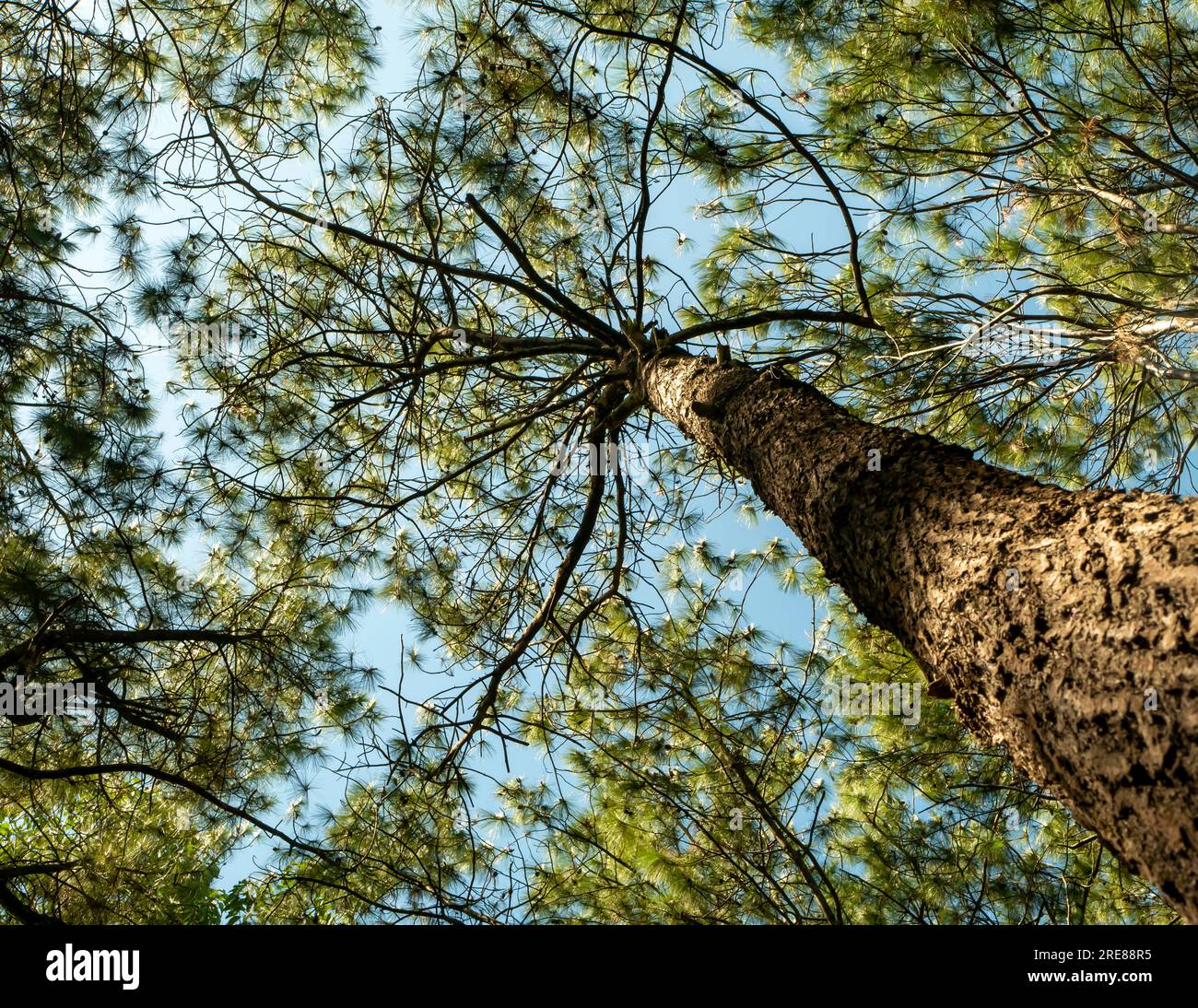 Pinus merkusii, the Merkus pine or Sumatran pine canopy, natural forest ...