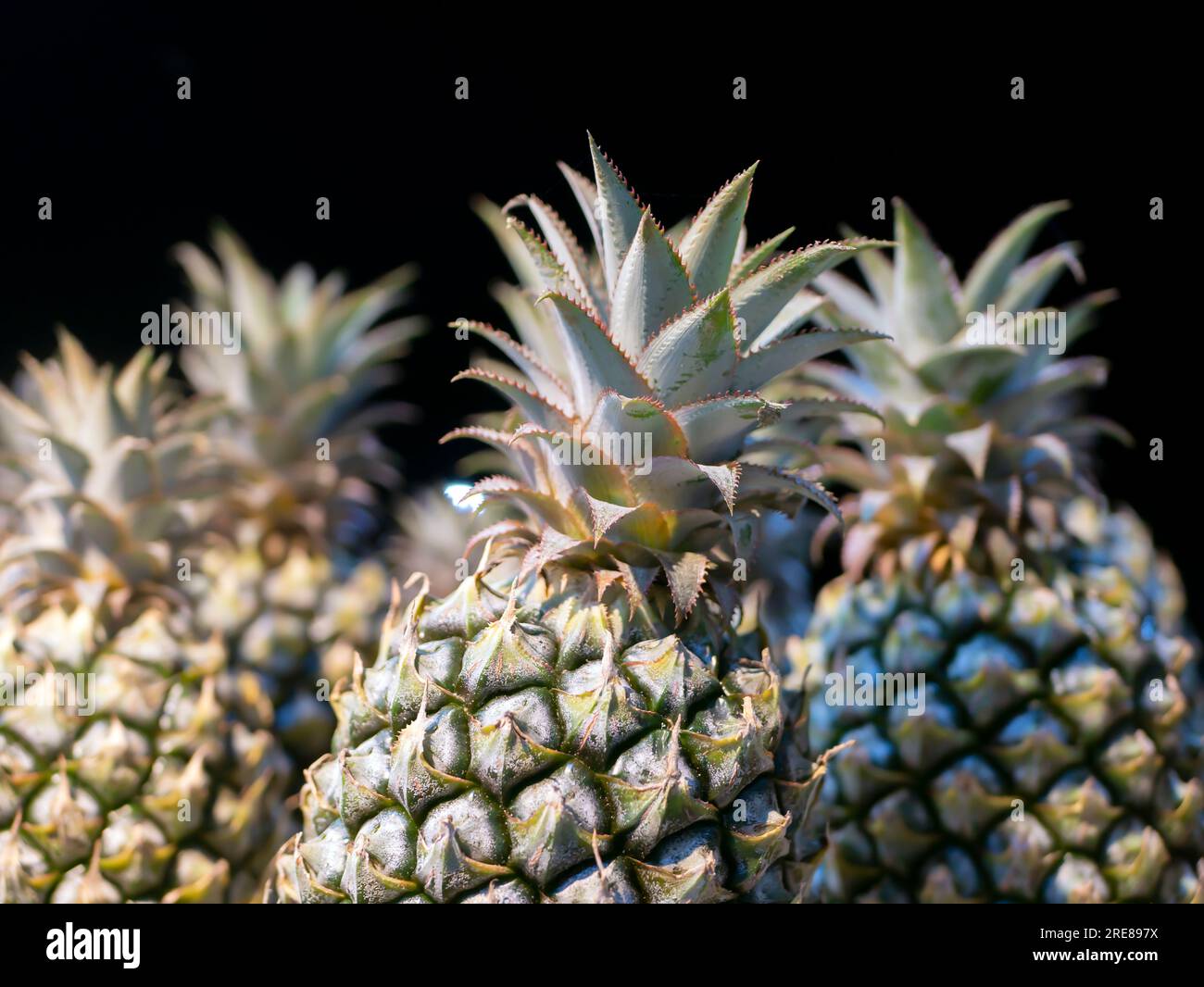 Delicious fresh green pineapples, tropical fruit on black background ...