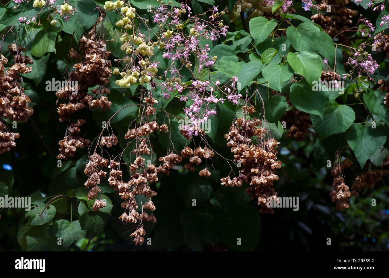 Tahongai, guest tree, Kleinhovia hospita, known as Katimaha, Timoho ...