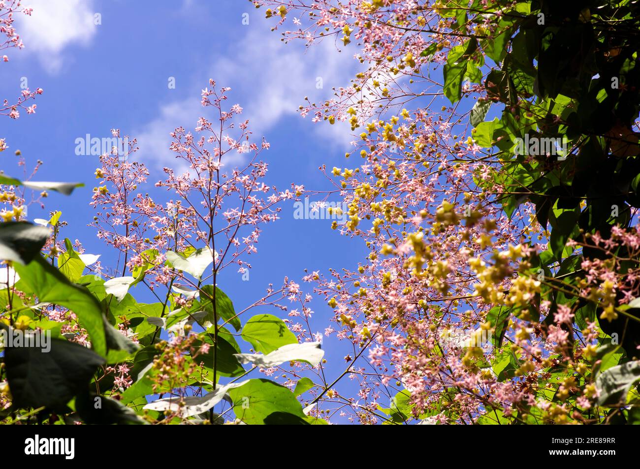 Tahongai hi-res stock photography and images - Alamy