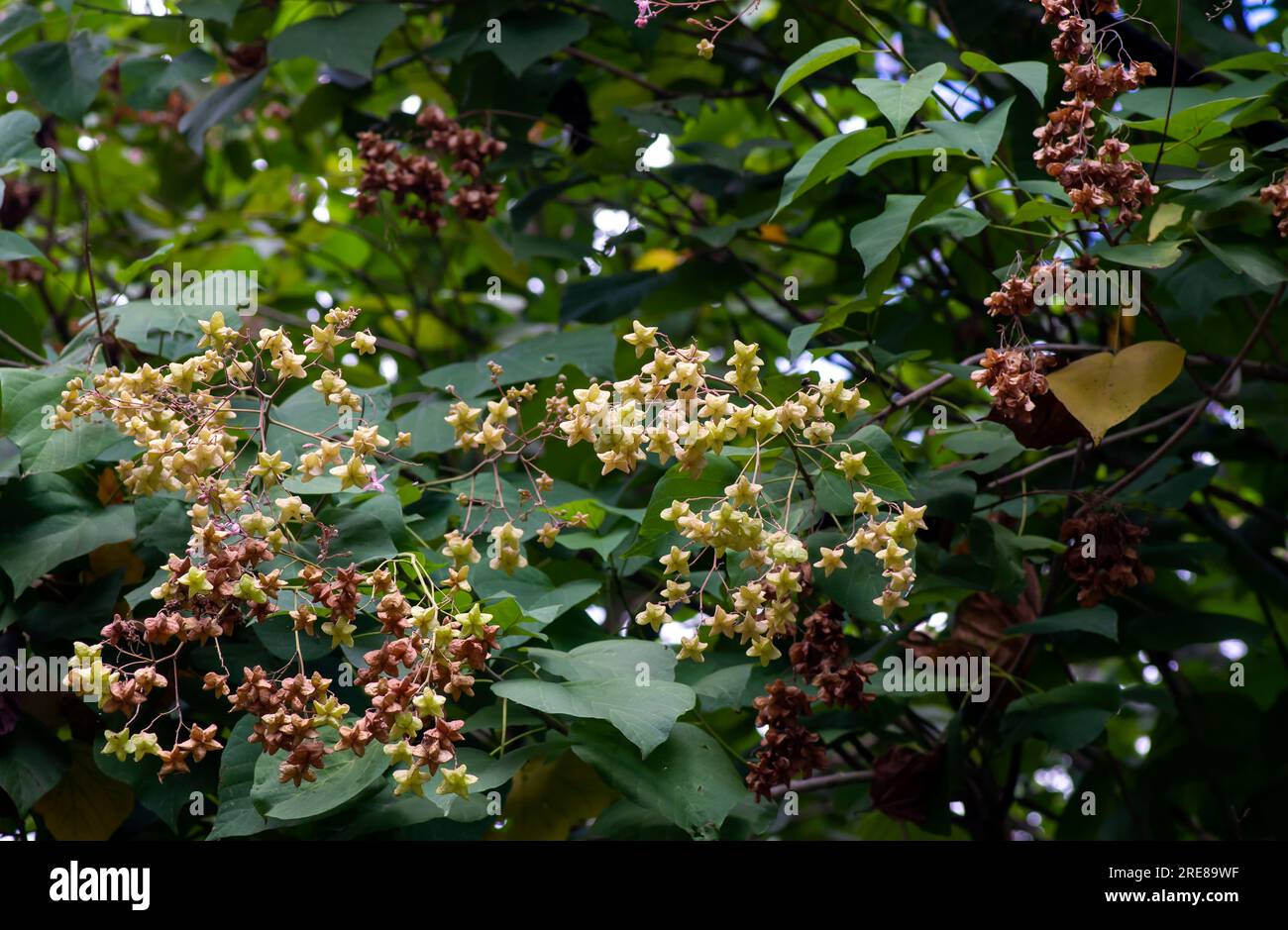 Tahongai, guest tree, Kleinhovia hospita, known as Katimaha, Timoho ...