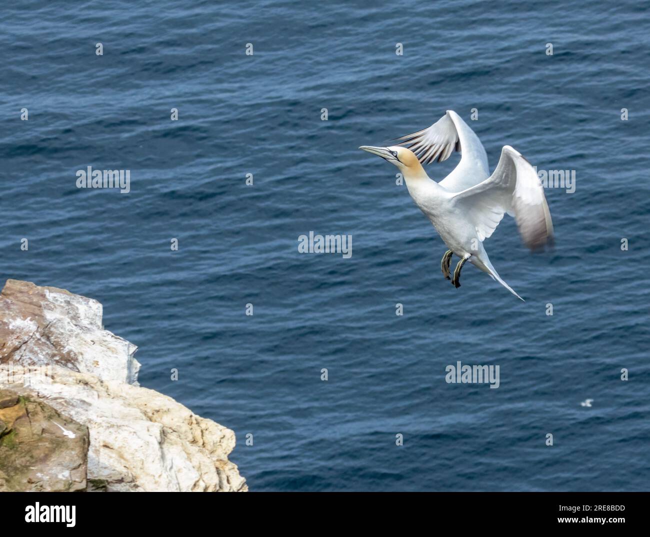 Great northern gannet seabird in flight with wings spread Stock Photo ...
