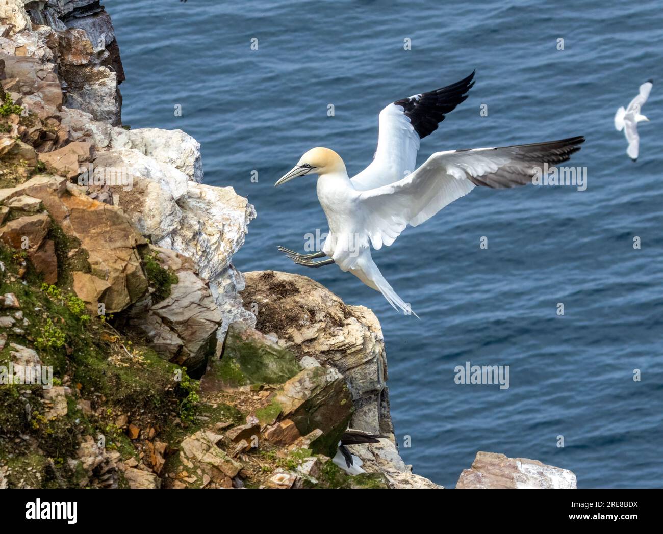 Great northern gannet seabird coming in to land on the cliff Stock ...