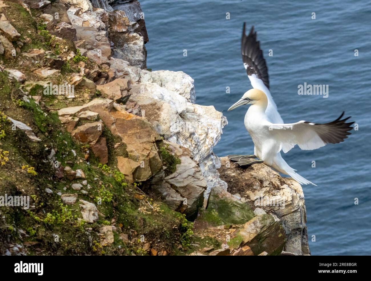 Great northern gannet seabird coming in to land on the cliff Stock ...