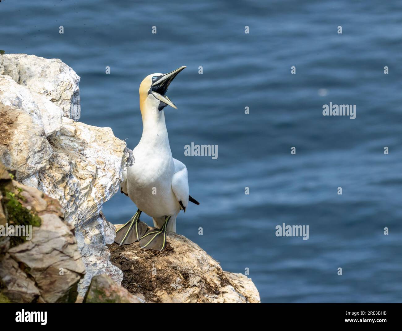 Great northern gannet sea bird standing on cliff ledge with beak open ...