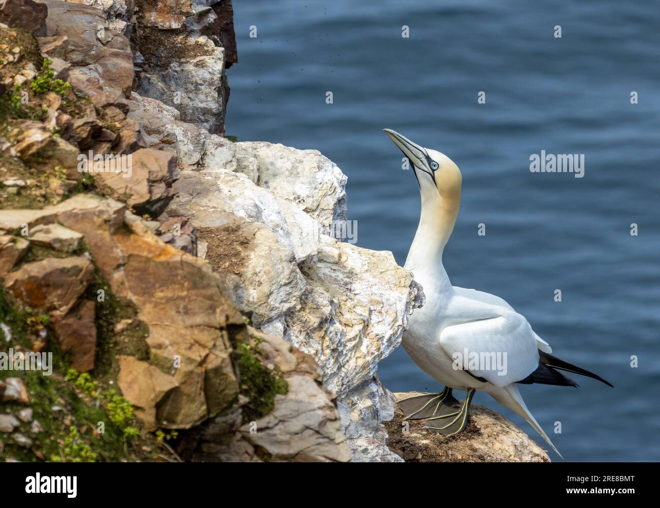 Great northern gannet sea bird standing on a cliff edge looking with ...