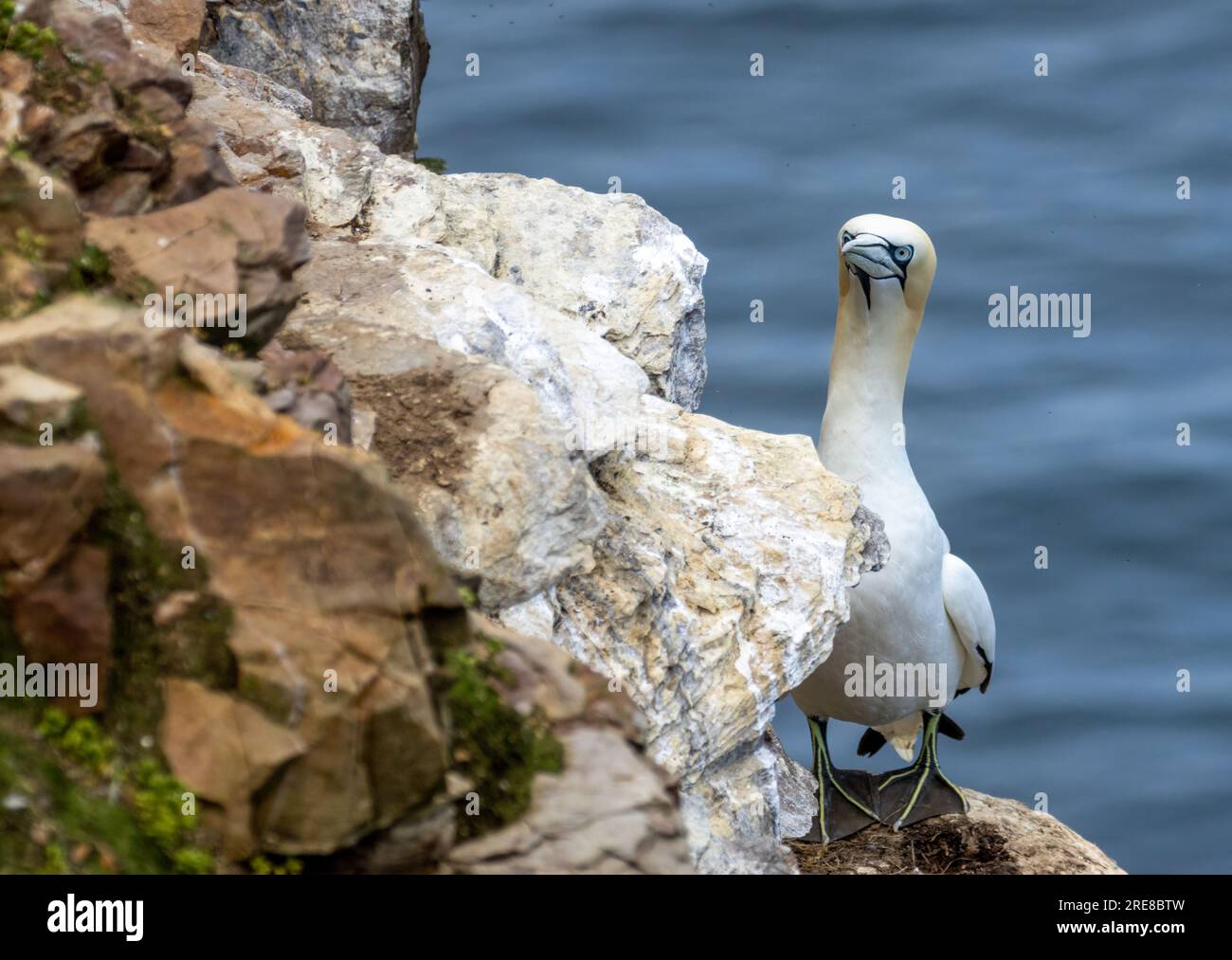Great northern gannet sea bird standing on a cliff edge looking with ...