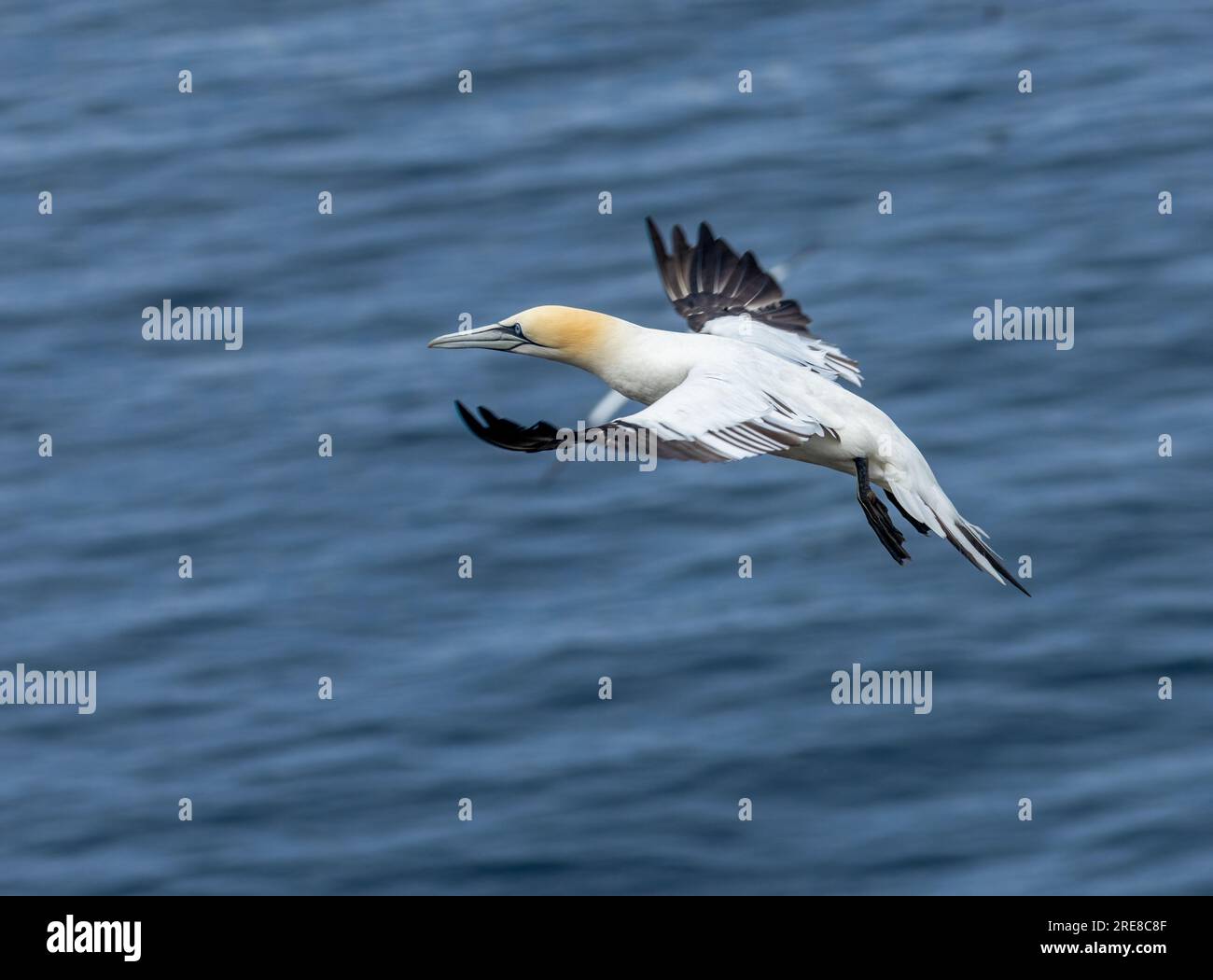 Great northern gannet seabird in flight with wings spread Stock Photo ...