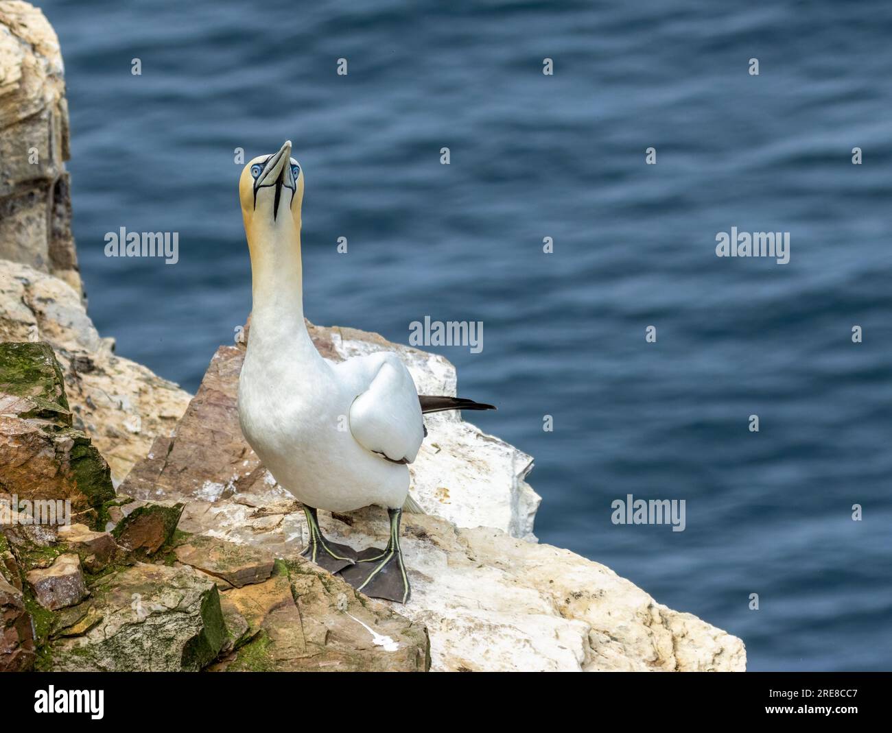 Great northern gannet sea bird standing on a cliff edge looking with ...
