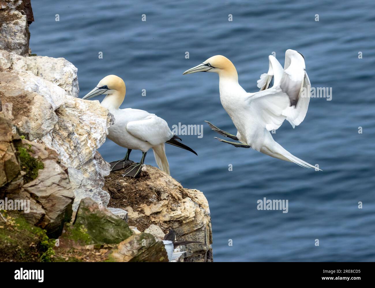 Great northern gannet seabird coming in to land on the cliff Stock ...