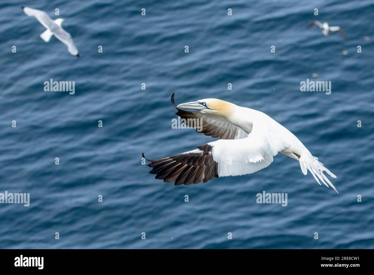 Great northern gannet seabird in flight with wings spread Stock Photo ...