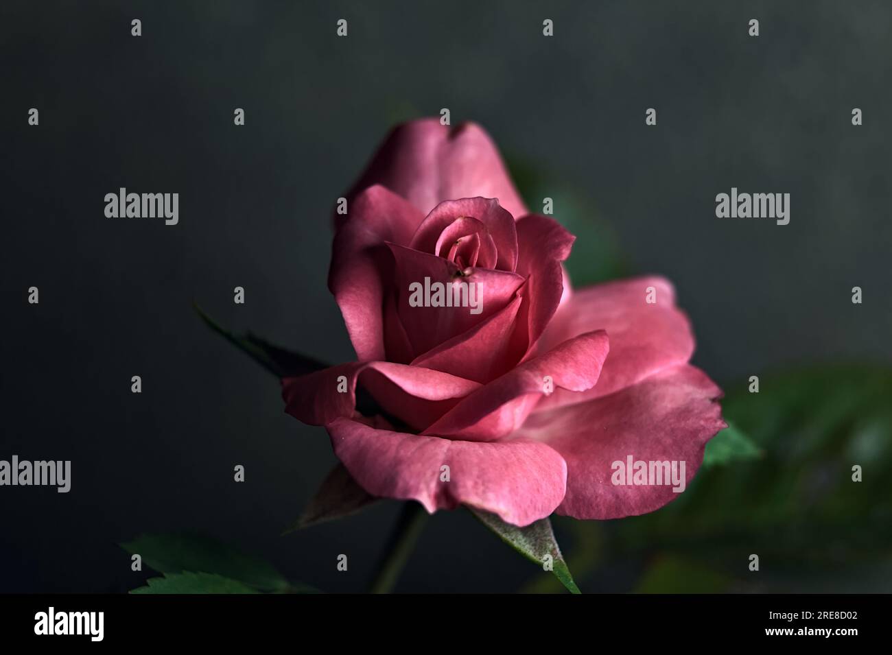 Pink miniature rose in bloom seen up close Stock Photo - Alamy