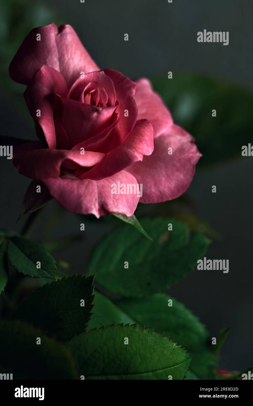 Pink miniature rose in bloom seen up close Stock Photo - Alamy