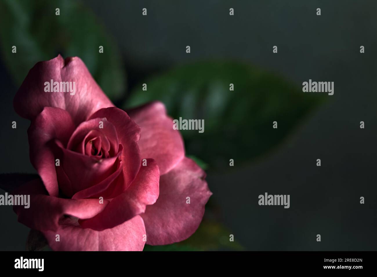 Pink miniature rose in bloom seen up close Stock Photo - Alamy