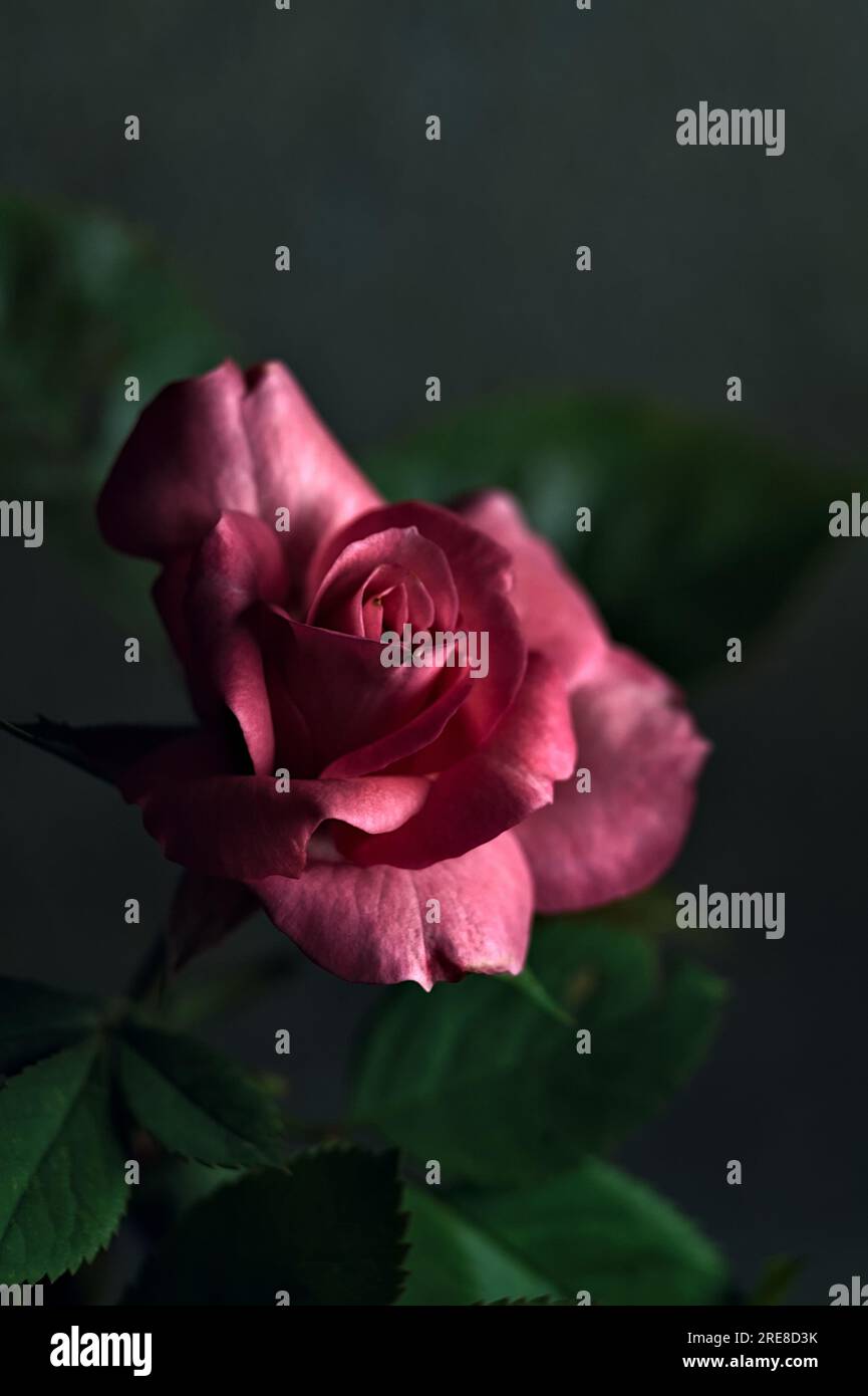 Pink miniature rose in bloom seen up close Stock Photo - Alamy