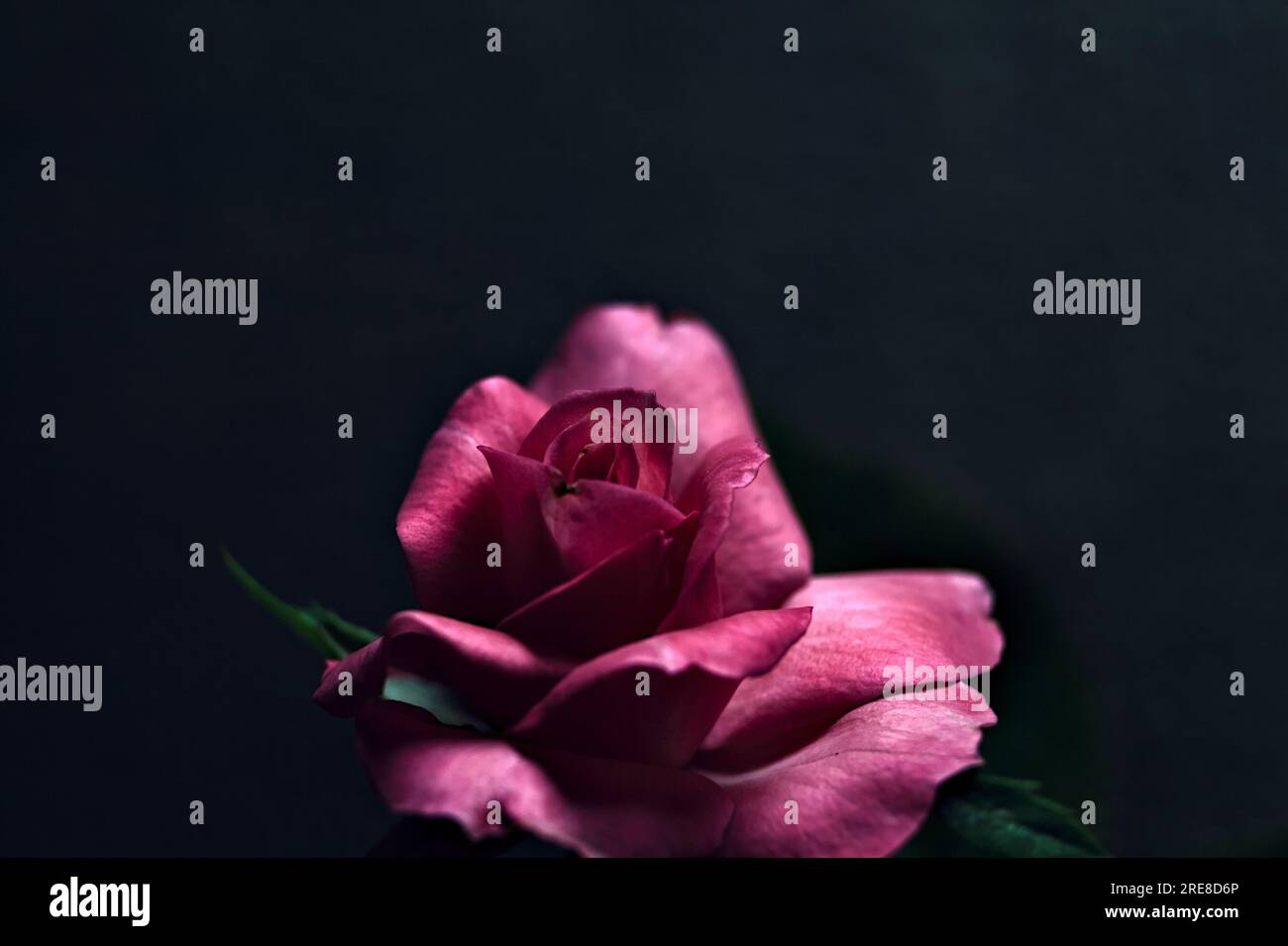 Pink miniature rose in bloom seen up close Stock Photo - Alamy