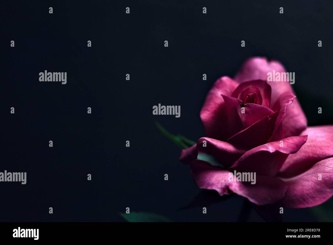 Pink miniature rose in bloom seen up close Stock Photo - Alamy