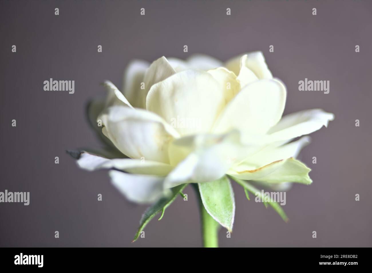 White miniature rose in bloom seen up close Stock Photo - Alamy