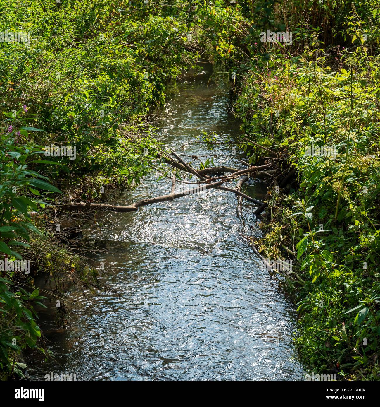 Brook bank hi-res stock photography and images - Alamy