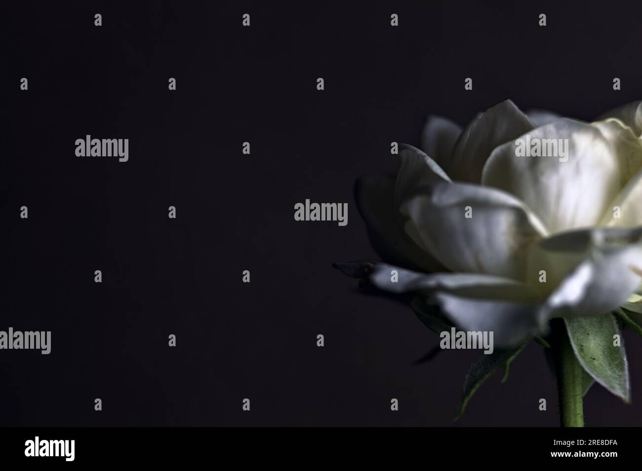 White miniature rose in bloom seen up close Stock Photo - Alamy