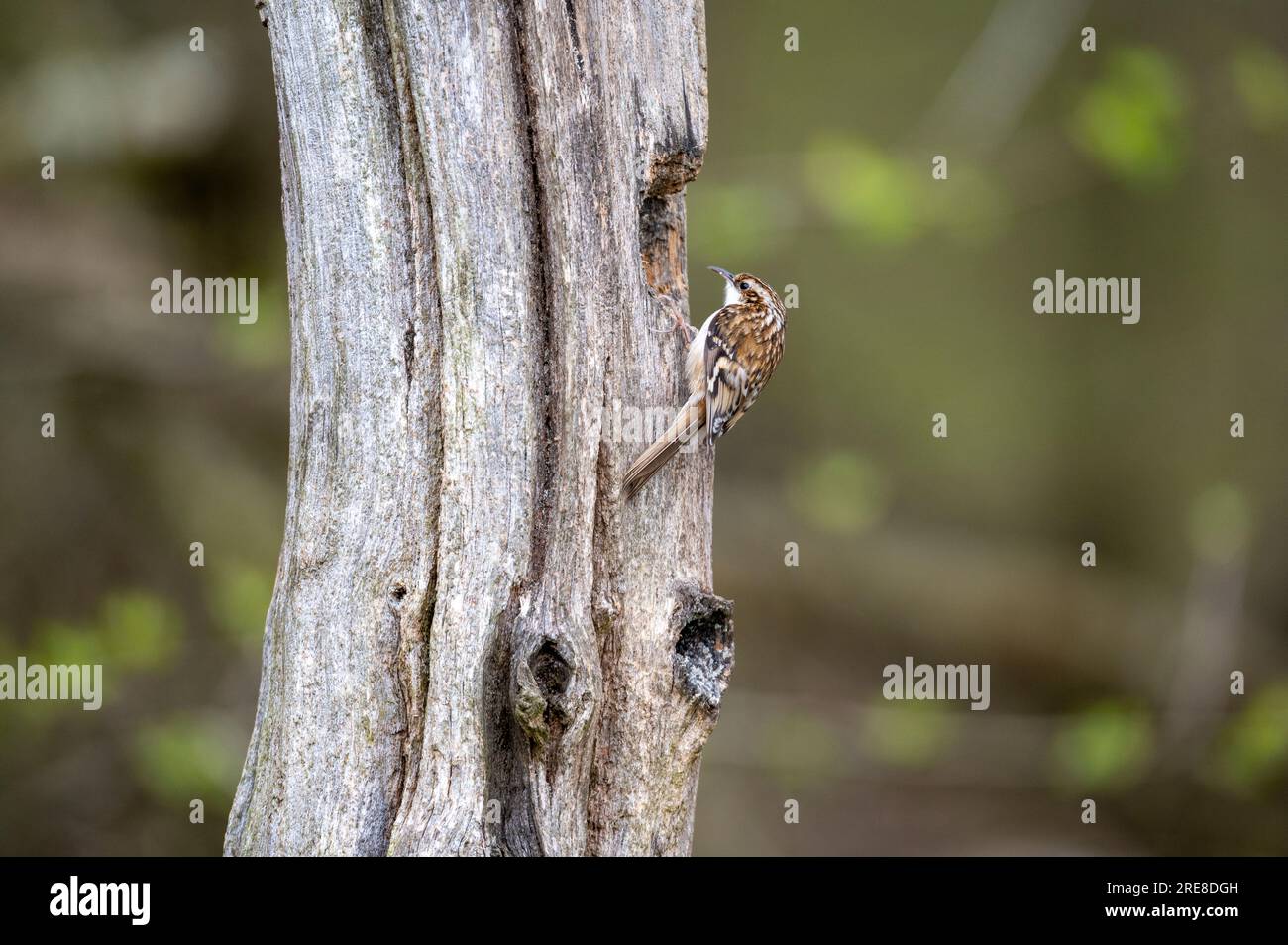 Treecreeper on a tree at Gosforth Park NR Stock Photo - Alamy