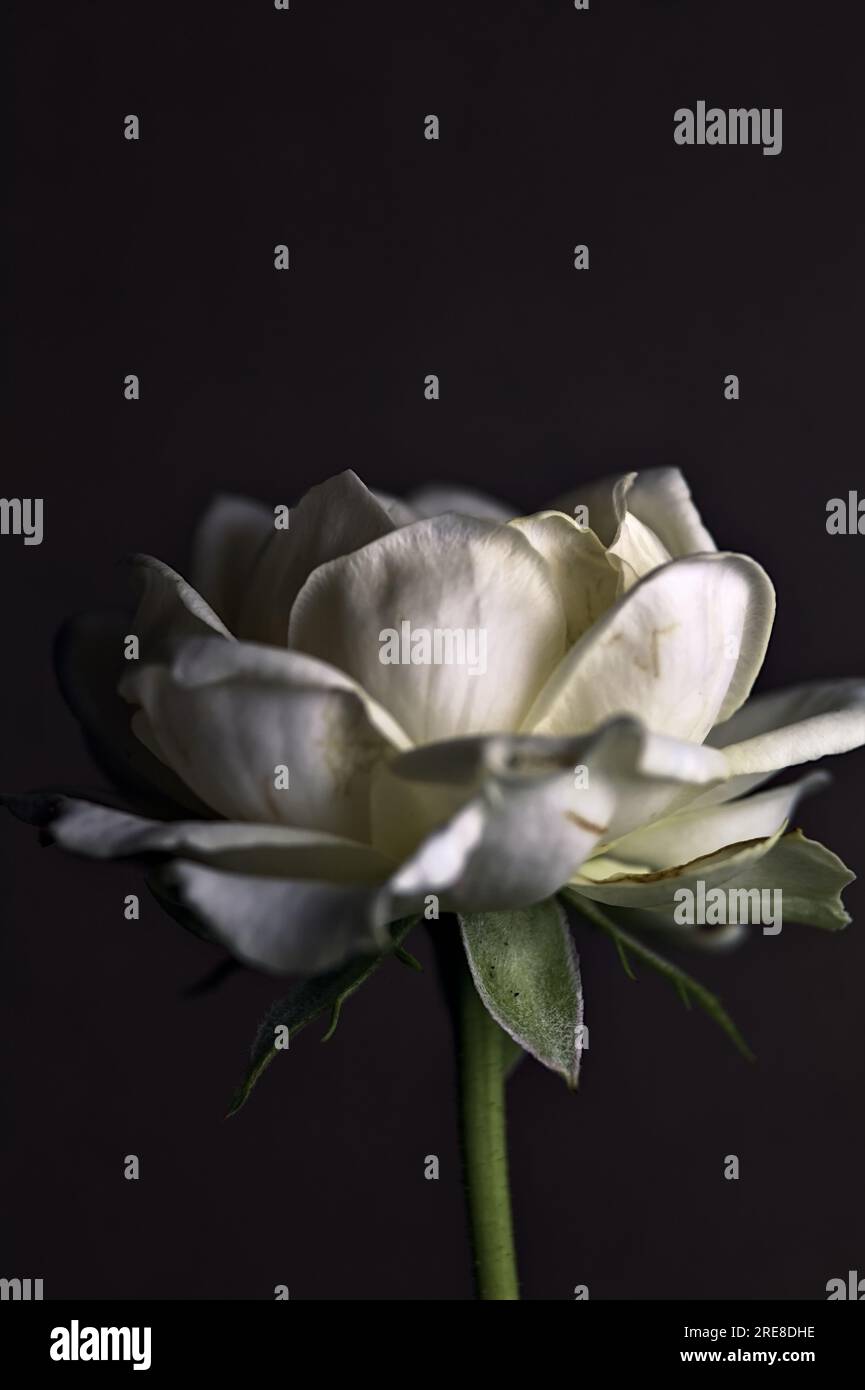 White miniature rose in bloom seen up close Stock Photo - Alamy
