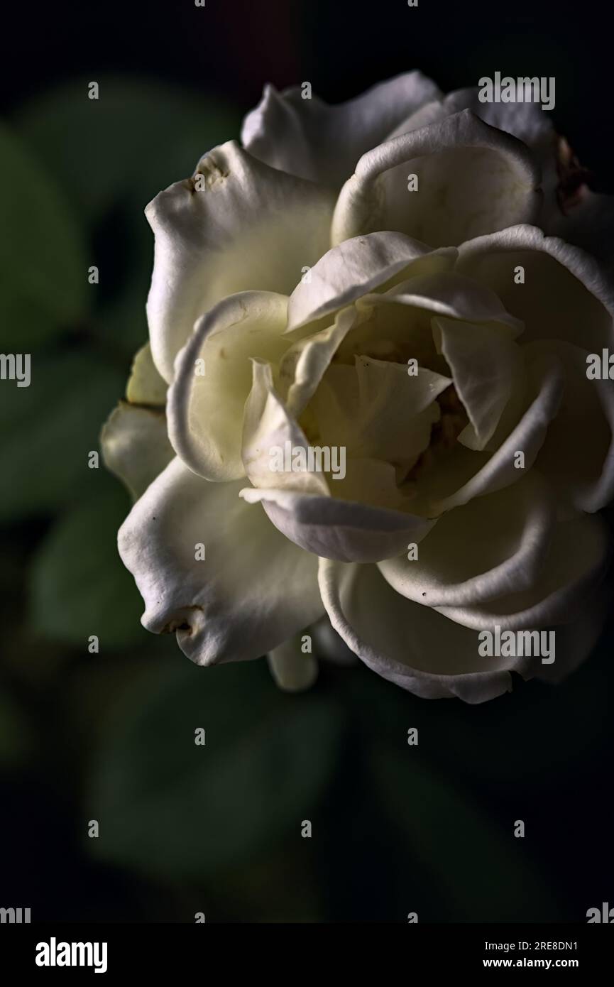 White miniature rose in bloom seen up close Stock Photo - Alamy
