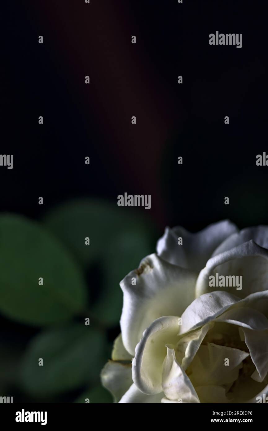 White miniature rose in bloom seen up close Stock Photo - Alamy
