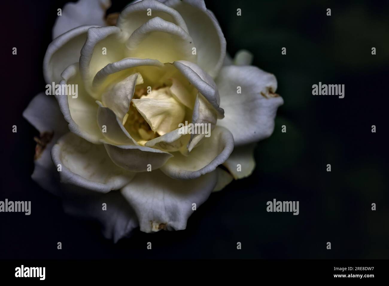 White miniature rose in bloom seen up close Stock Photo - Alamy
