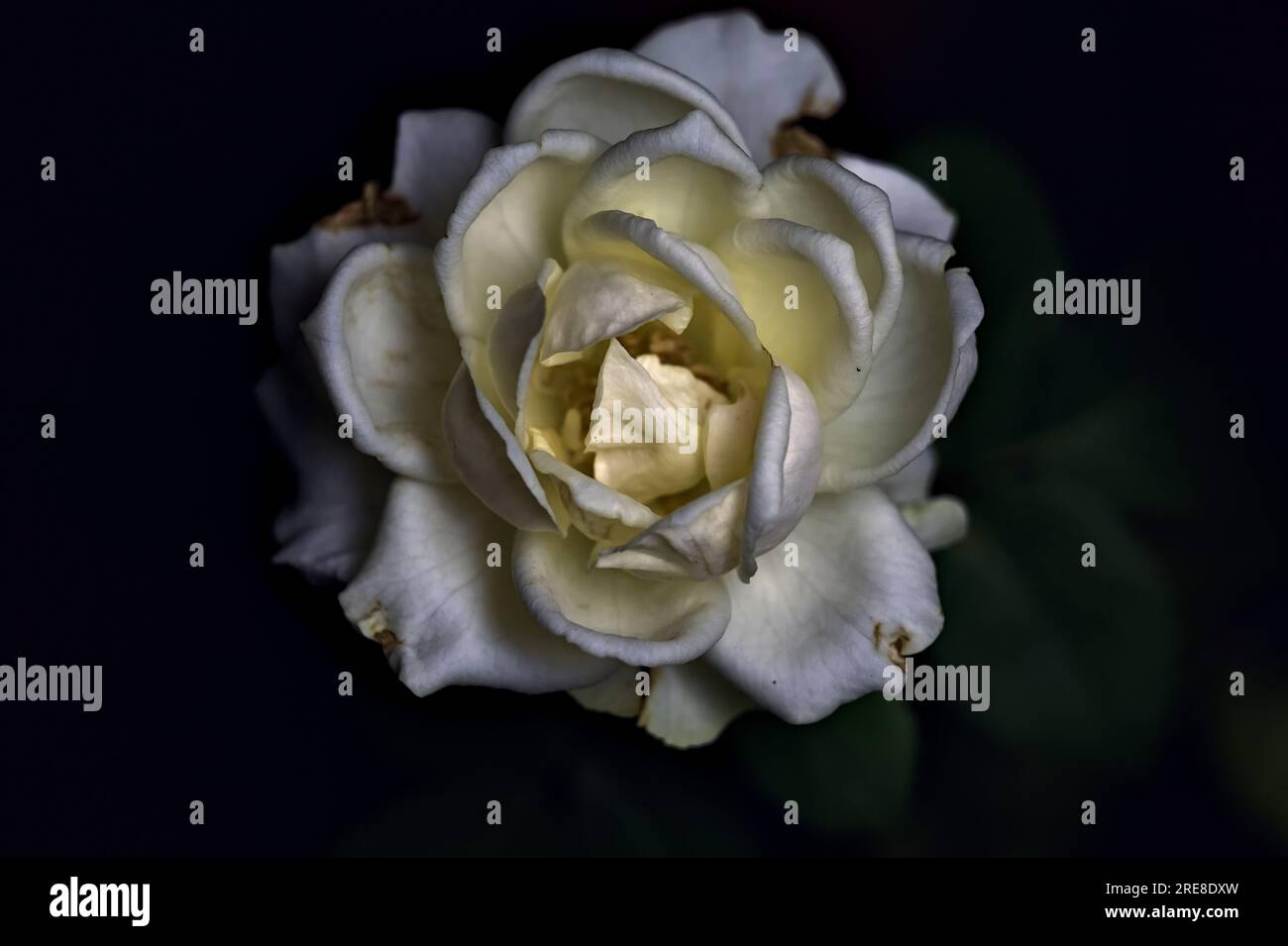 White miniature rose in bloom seen up close Stock Photo - Alamy