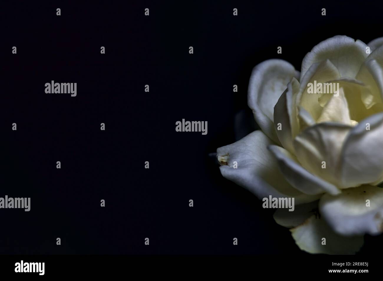 White miniature rose in bloom seen up close Stock Photo - Alamy