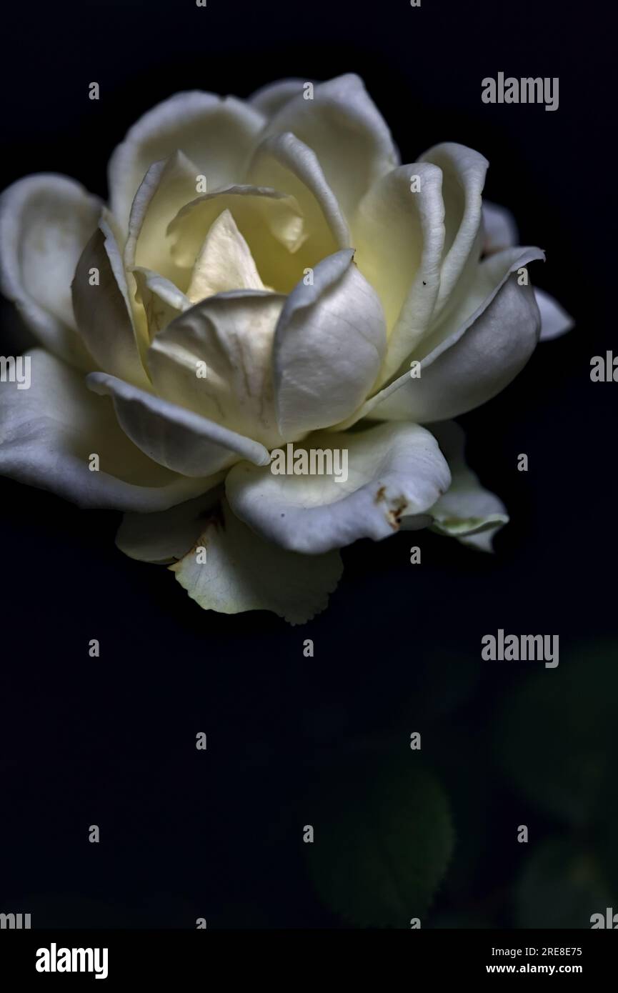 White miniature rose in bloom seen up close Stock Photo - Alamy