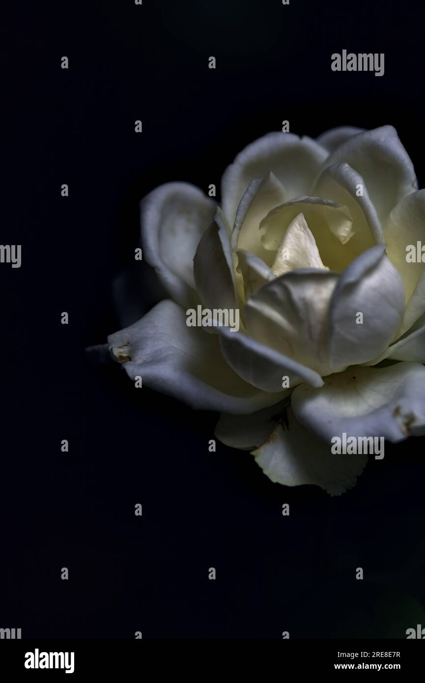White miniature rose in bloom seen up close Stock Photo - Alamy