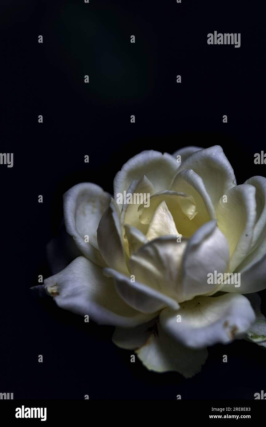 White miniature rose in bloom seen up close Stock Photo - Alamy