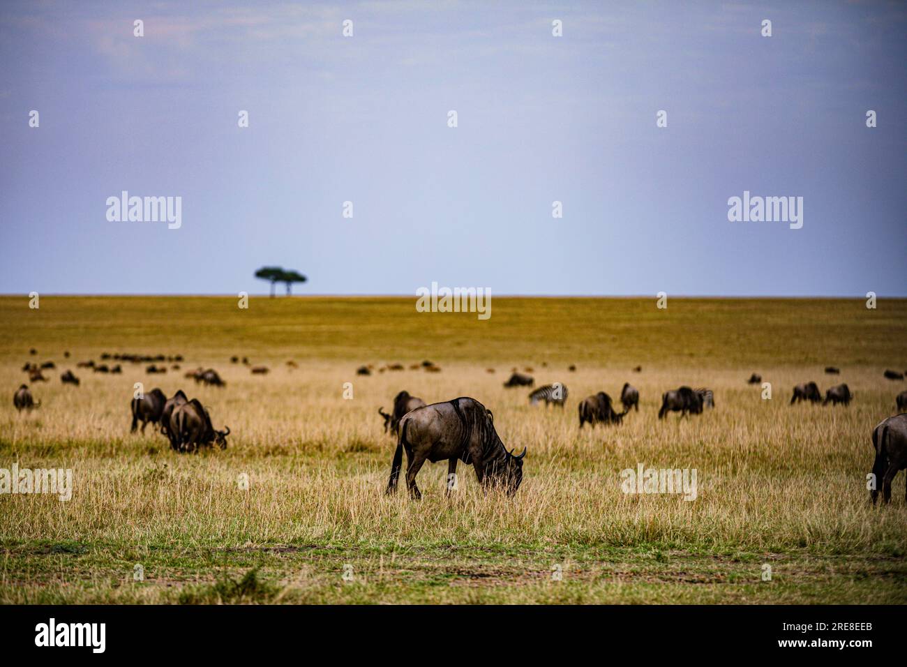 Maasai Mara National Reserve is an area of preserved savannah ...