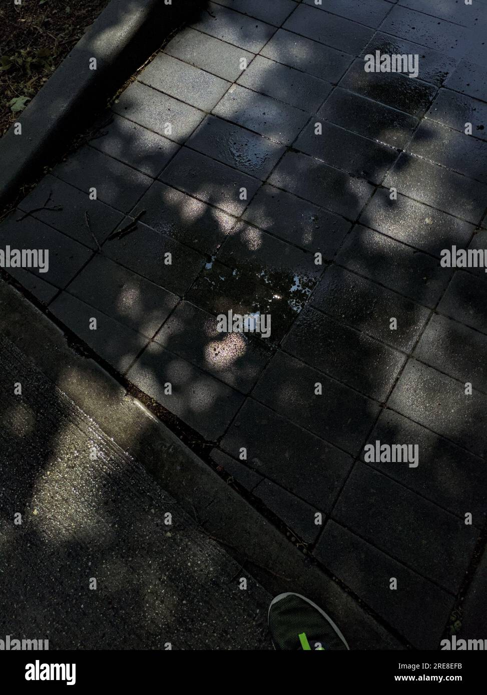 Puddle on a pavement with sunlight and trees casted in the water Stock ...