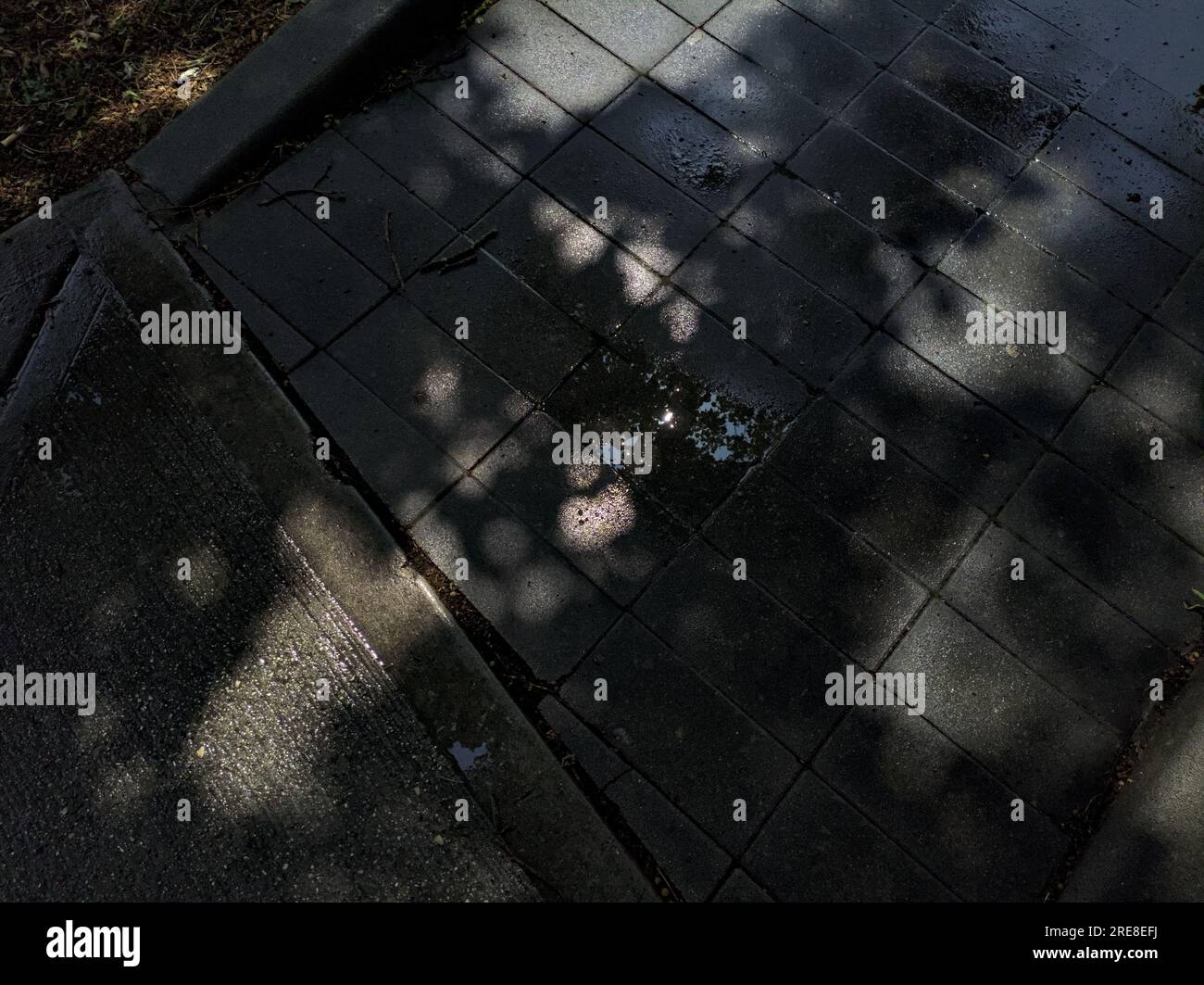 Puddle on a pavement with sunlight and trees casted in the water Stock ...