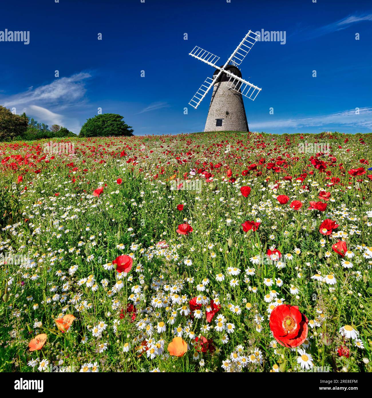 Wildflowers whitburn in south tyneside hi-res stock photography and ...