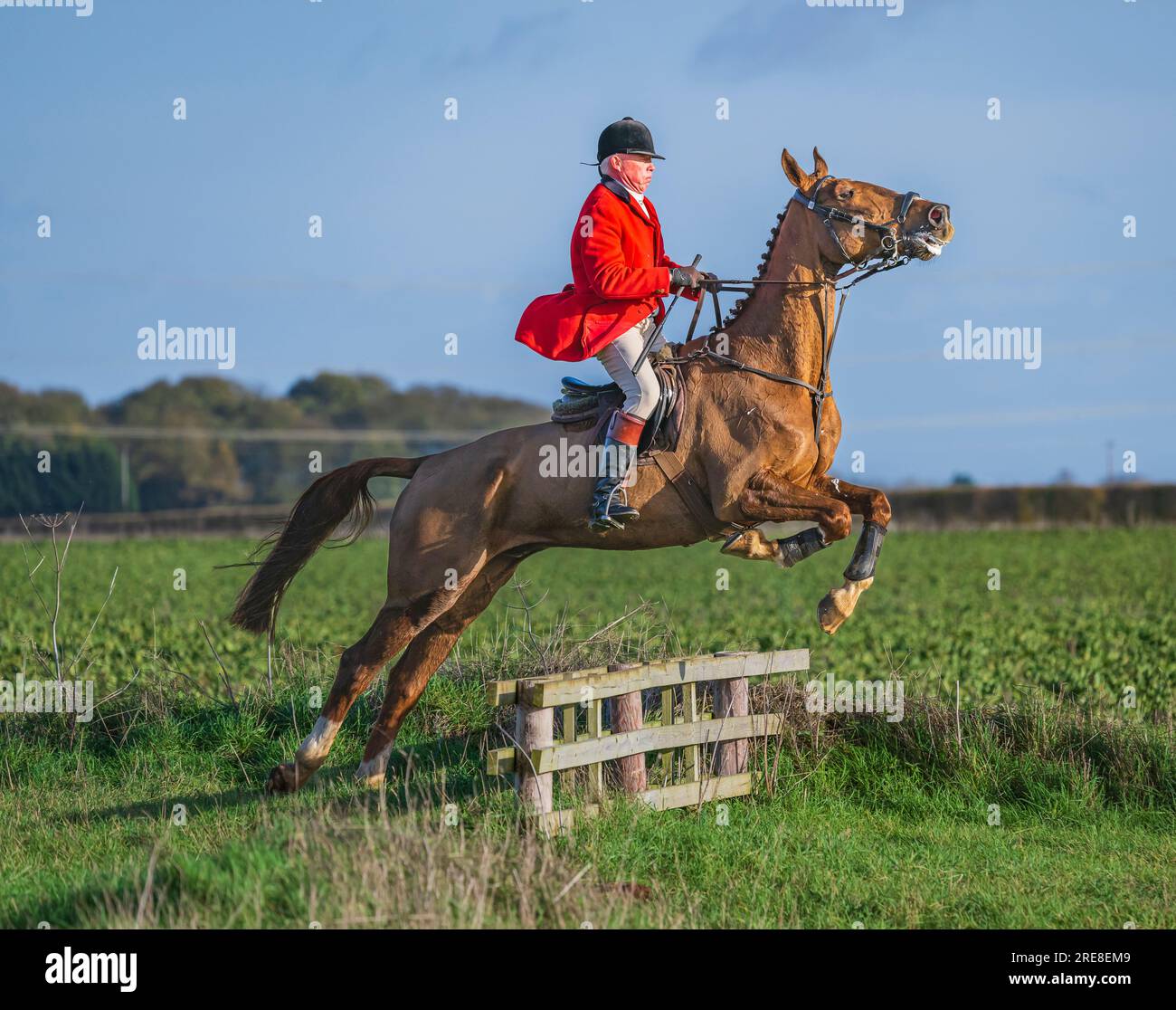 The Huntsman in his red jacket riding a horse and jumping a rail fence ...