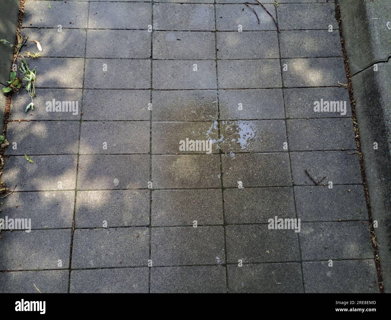 Puddle on a pavement with sunlight and trees casted in the water Stock ...