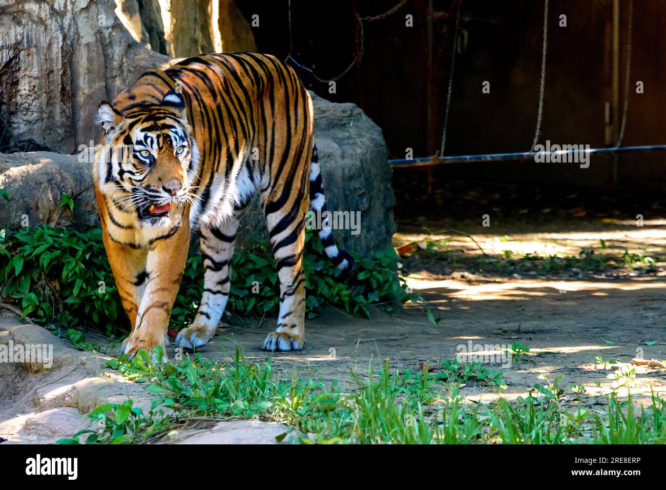 Hello! It's a pleasure to meet Sanjiv, the new Sumatran tiger. Sumatran ...