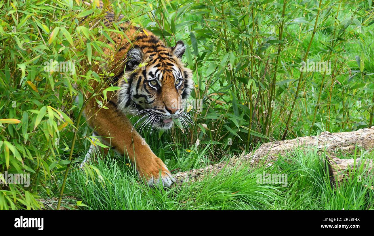 Sumatran tiger in 1 minute hi-res stock photography and images - Alamy