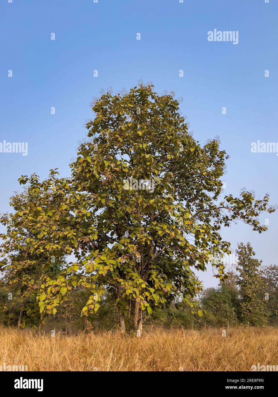 tendu tree or Diospyros melanoxylon or Indian Ebony at panna national ...